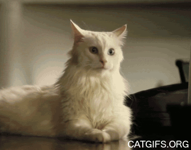 Coco crisp GIF - Find on GIFER