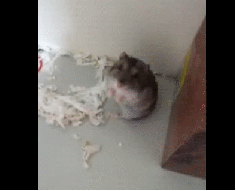 Punk GIF - Find on GIFER