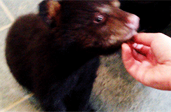 Animiertes Gif: Geico Kamel Gästebuch