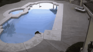 Swim GIF - Find on GIFER