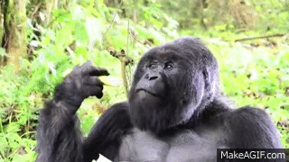 Gorilla GIF - Find on GIFER