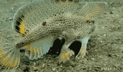 Fish evolution rare GIF on GIFER - by Bagamand