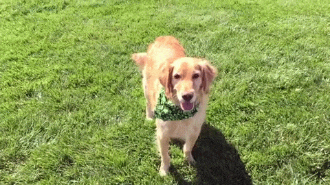 Catching GIF - Find on GIFER