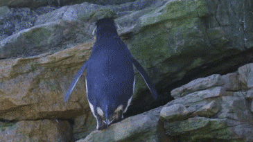 Animals penguins GIF - Find on GIFER