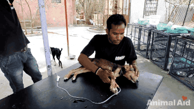 Dog rescue GIF - Find on GIFER