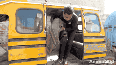 Dog animals rescue GIF - Find on GIFER