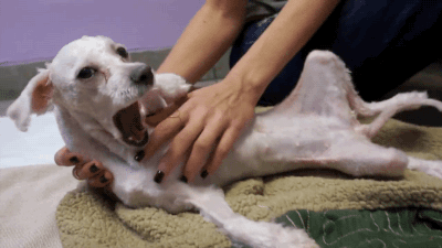 Dog animals rescue GIF - Find on GIFER