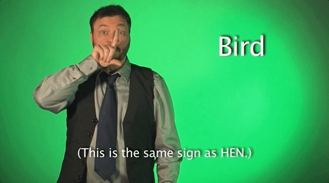 Deaf bird sign language GIF - Find on GIFER
