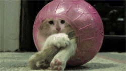 Biting cat animals GIF - Find on GIFER