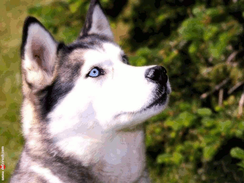 Husky cute GIF - Find on GIFER