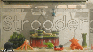 Fish tank GIF - Find on GIFER