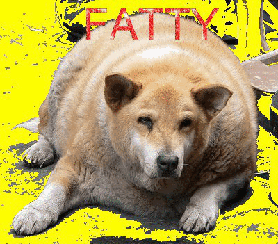 Dog GIF - Find on GIFER
