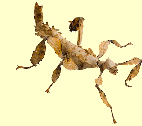 Insect GIF - Find on GIFER