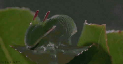 Insect GIF - Find on GIFER