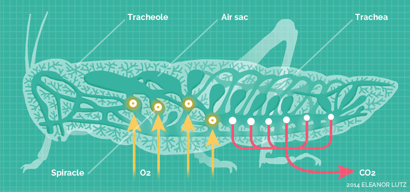 Insect GIF - Find on GIFER