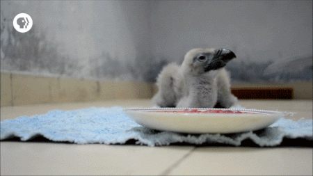 Animals science nature GIF - Find on GIFER