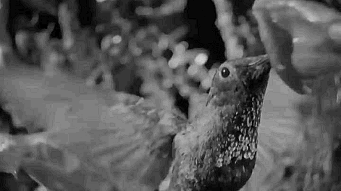 GIF black and white black bird - animated GIF on GIFER