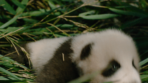 GIF panda - animated GIF on GIFER