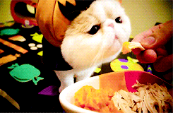 GIF chicks - animated GIF on GIFER