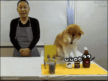 Doge GIF - Find on GIFER