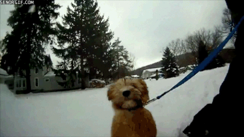 Freaked Out Dog Gif