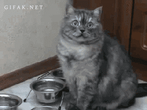 Hungry cat food GIF - Find on GIFER