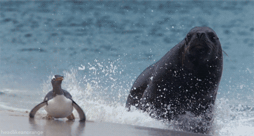 Beach sea lion GIF on GIFER - by Voodoojas