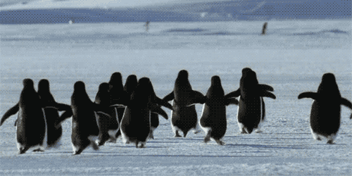 Animals snow penguin GIF on GIFER - by Ni