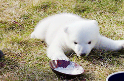 Wütender Bär Gif Wunderbar GIFs Find & Share On GIPHY