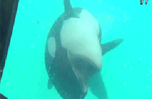 Hi GIF - Find on GIFER