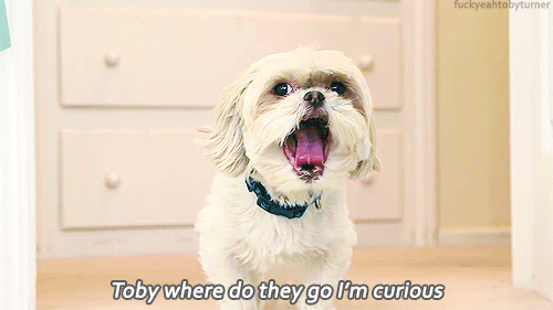 Tobuscus toby turner buscus GIF - Find on GIFER