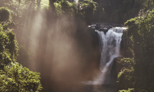 Tree GIF - Find on GIFER