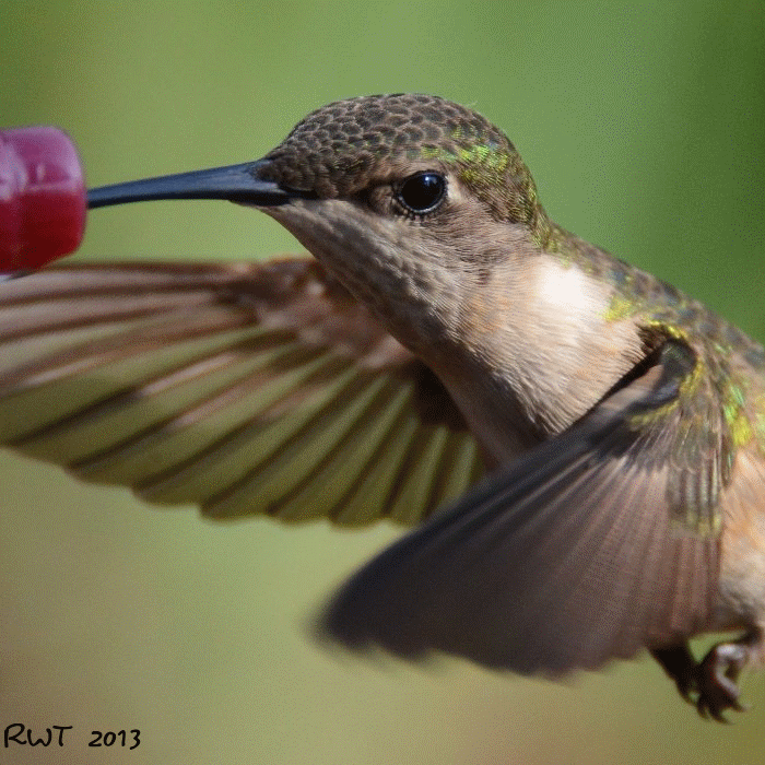 Forums something awful GIF - Find on GIFER