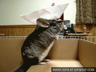 GIF hat - animated GIF on GIFER
