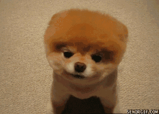 GIF grabbing - animated GIF on GIFER