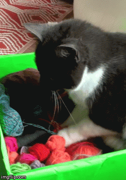 Cat idea blanket GIF - Find on GIFER