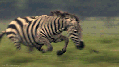 GIF wildlife stripes animals - animated GIF on GIFER