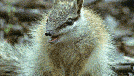 GIF robyn - animated GIF on GIFER