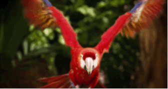 Parrot GIF - Find on GIFER