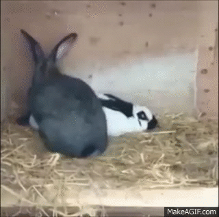 Making love GIF - Find on GIFER