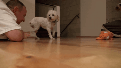 Dog save rescue GIF - Find on GIFER