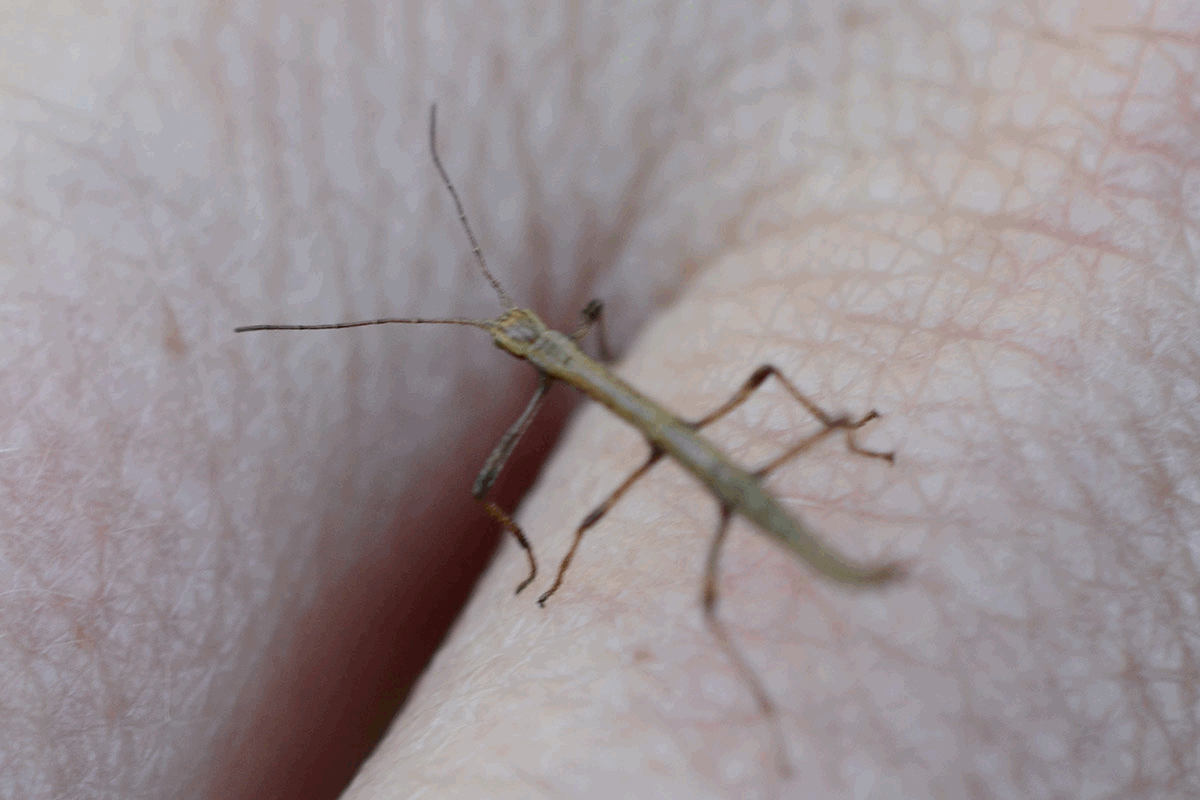 Bug GIF - Find on GIFER