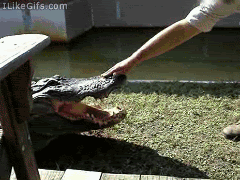 GIF crocodile - animated GIF on GIFER