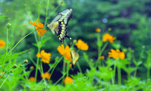 Flower GIF - Find on GIFER