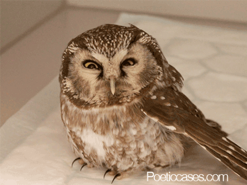 Funny animals GIF - Find on GIFER