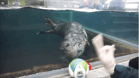 Seattle seattle sounders GIF - Find on GIFER