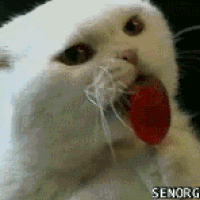 Lick GIF - Find on GIFER