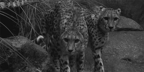 Zoo GIF - Find on GIFER