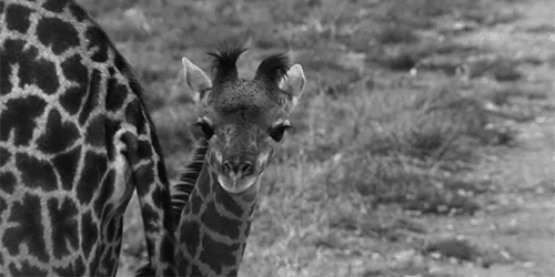 Zoo GIF - Find on GIFER