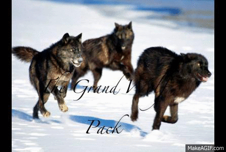Pack GIF - Find on GIFER